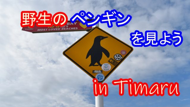 【ニュージーランド南島】野生のペンギンが見られる場所5選ペンギンブログ